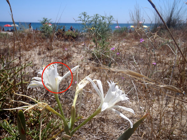 Lily Borer | Project Noah