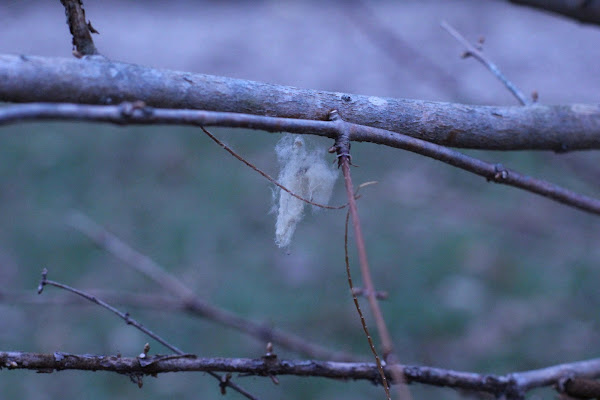 Moth chrysalis | Project Noah