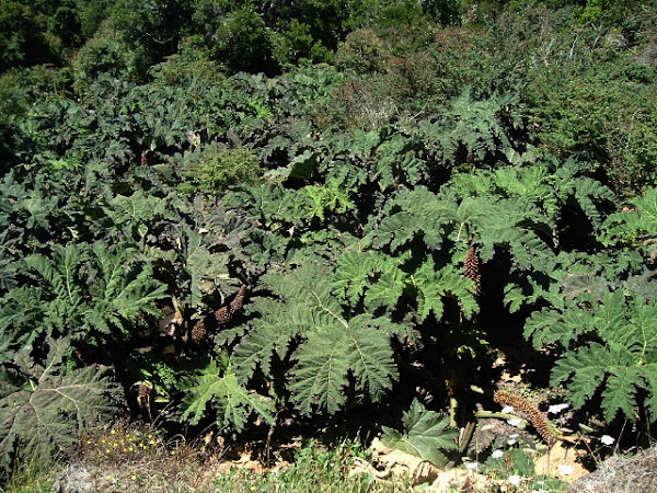 Nalca / Chilean Rhubarb | Project Noah