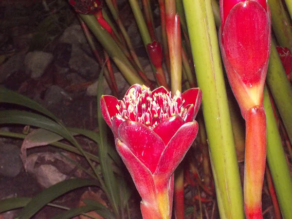 Red Torch Ginger | Project Noah