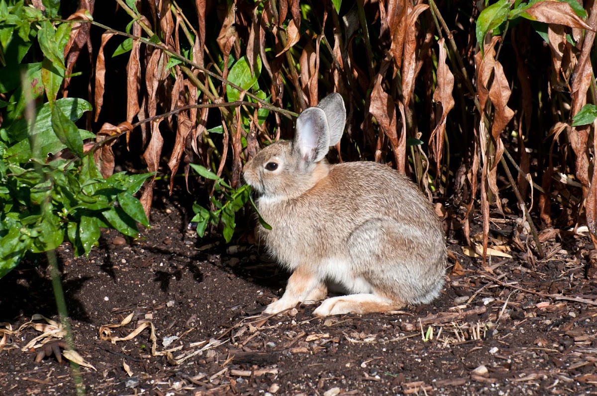 Mountain Cottontail | Project Noah