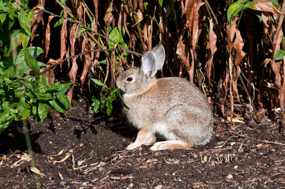 Mountain Cottontail | Project Noah