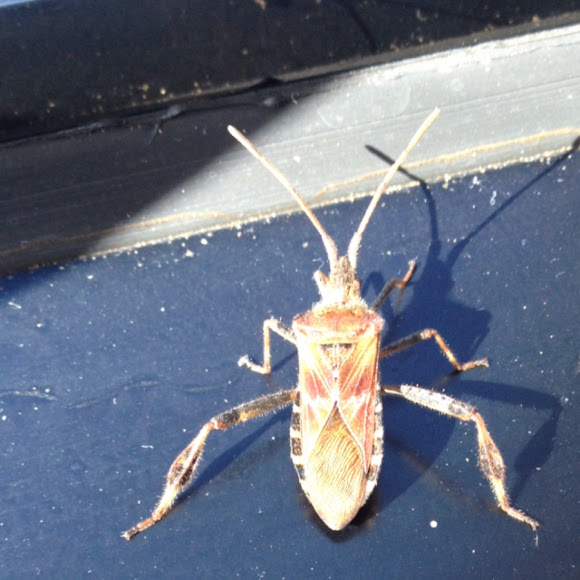 Western Conifer Seed Bug | Project Noah