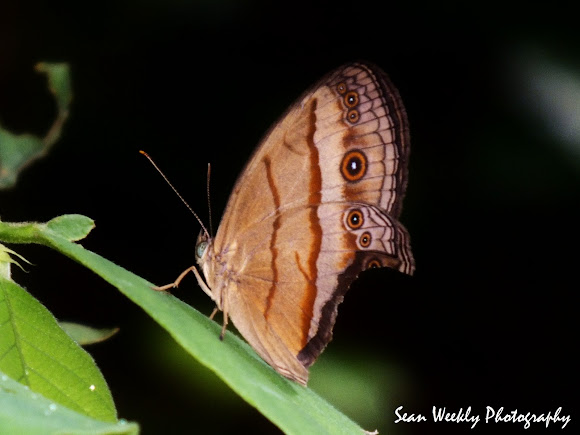 Dark Brand Bush Brown Butterfly | Project Noah