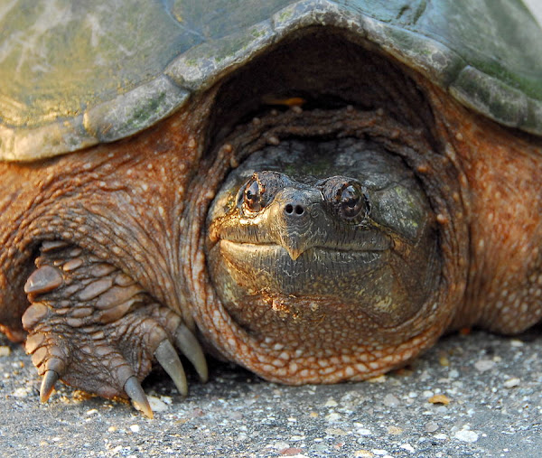 Common Snapping Turtle | Project Noah