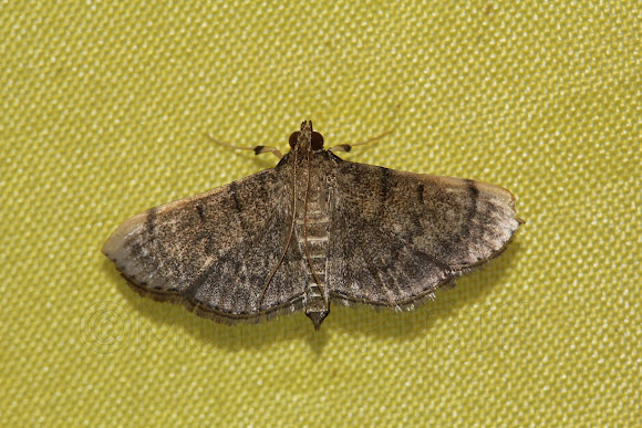 Soybean Leaf Folder | Project Noah