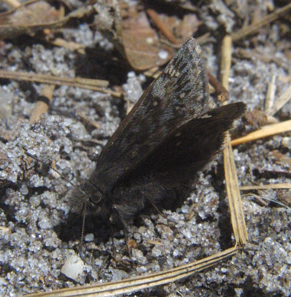 Juvenal's Duskywing | Project Noah