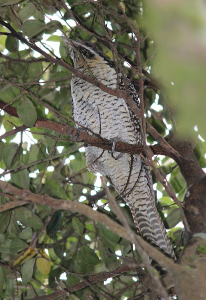 Common Koel or Eastern Koel (female) | Project Noah