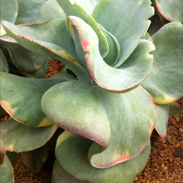 Varigated Flapjack Plant | Project Noah