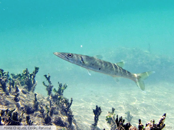 Barracuda | Project Noah