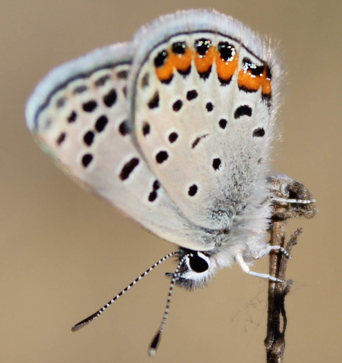 Acmon Blue Butterfly | Project Noah