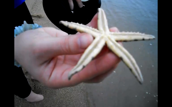 starfish | Project Noah