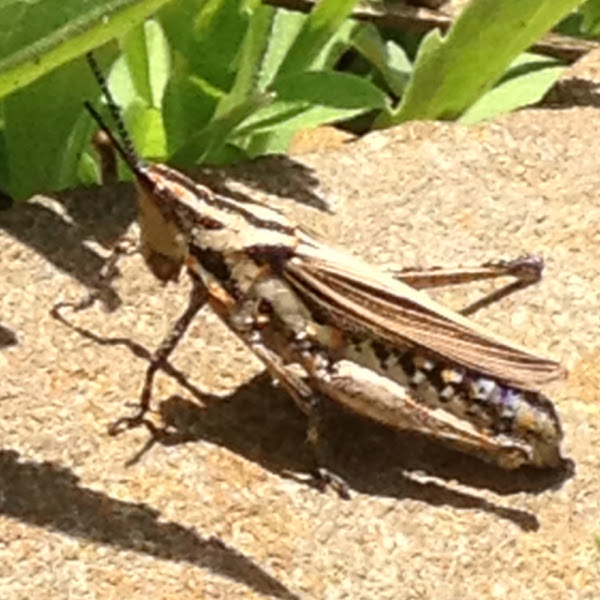 Brown Locust | Project Noah