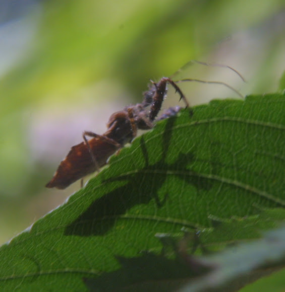 Spiny Assassin Bug | Project Noah