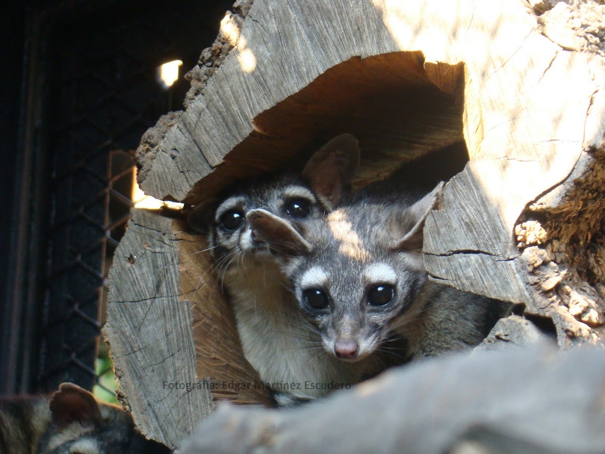 Cacomixtle | Project Noah