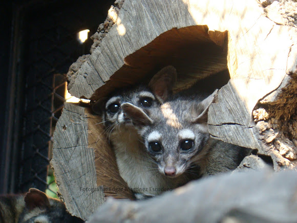 Cacomixtle | Project Noah