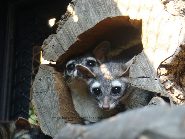 Cacomixtle | Project Noah