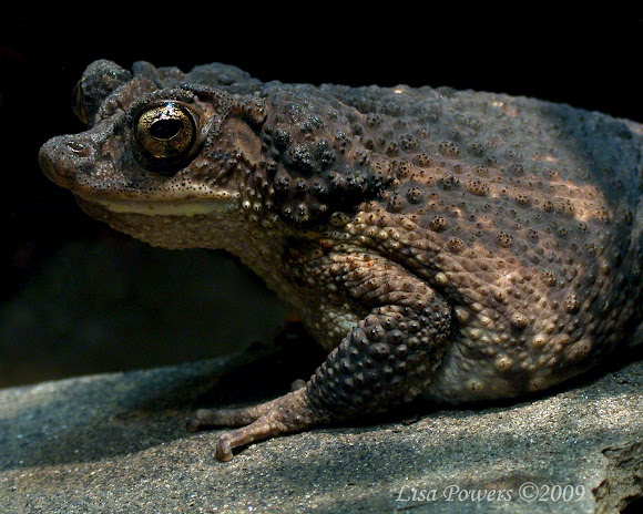 Puerto Rican Crested Toad | Project Noah