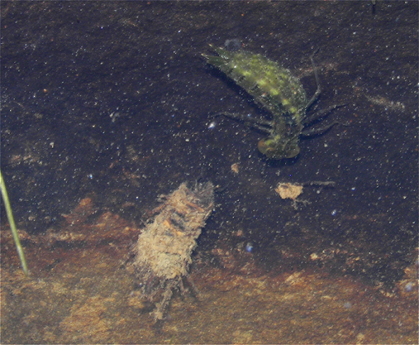 Green Darner (Nymph) | Project Noah