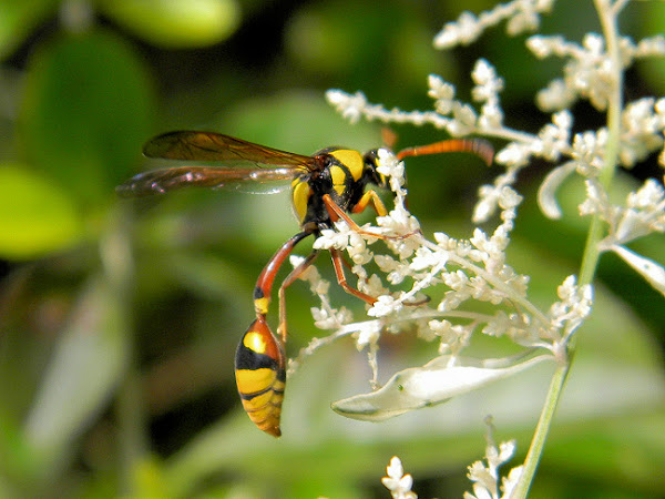 yellow potter wasp | Project Noah
