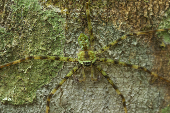 Lichen spider | Project Noah