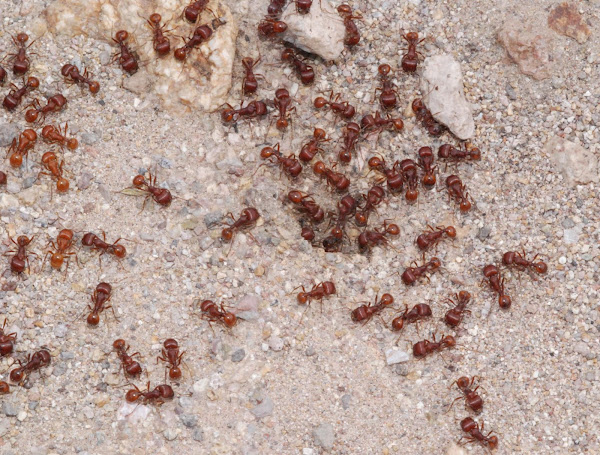 Red harvester ant | Project Noah