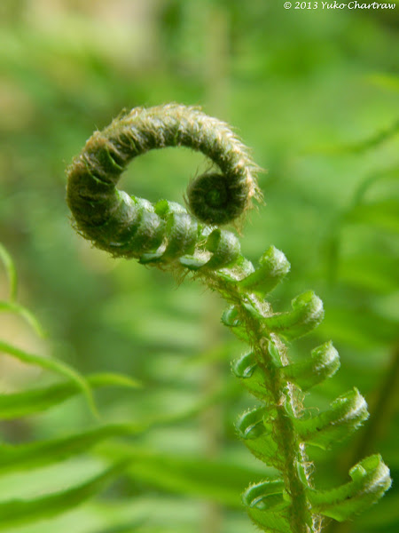Western Sword Fern | Project Noah