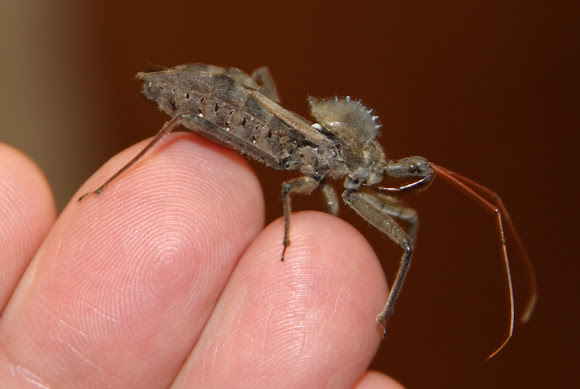 Wheel Bug | Project Noah