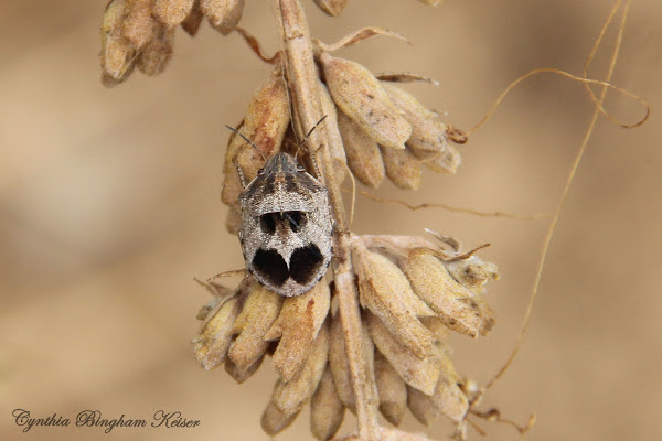 Shield-backed Bug | Project Noah