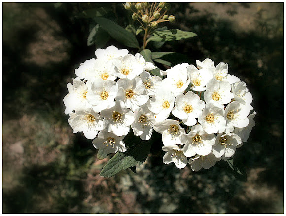 May Bush. | Project Noah