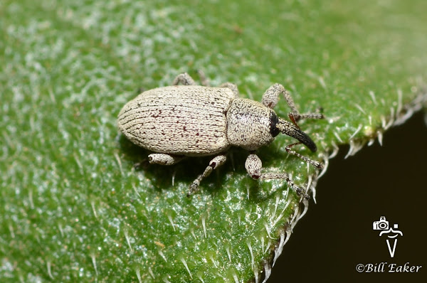 Gray Sunflower Seed Weevil | Project Noah