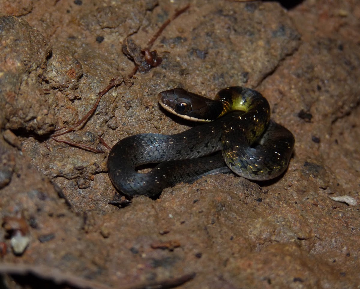 Black-naped Forest Racer - Culebra Corredora o Ratonera | Project Noah