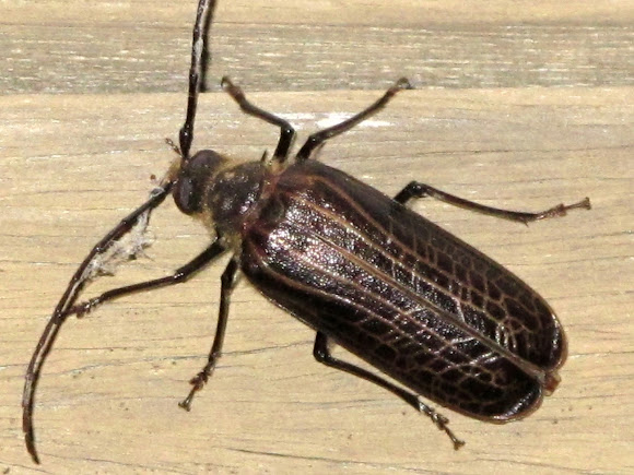 Huhu Beetle (tunga rere) | Project Noah