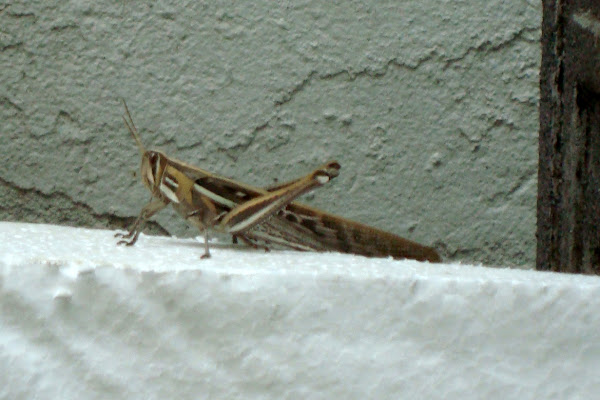 Saltamonte | Project Noah