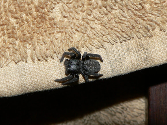 Common Velvet Spider | Project Noah