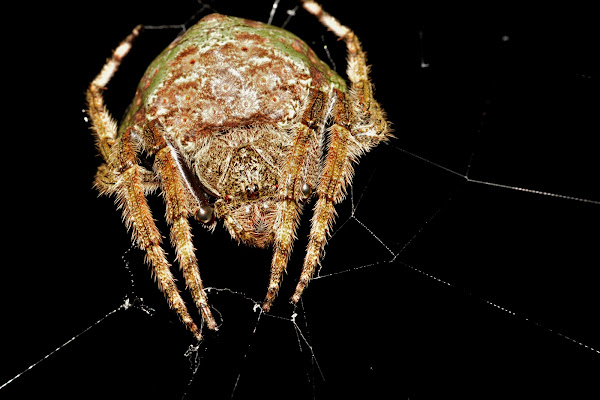 Spider | Project Noah