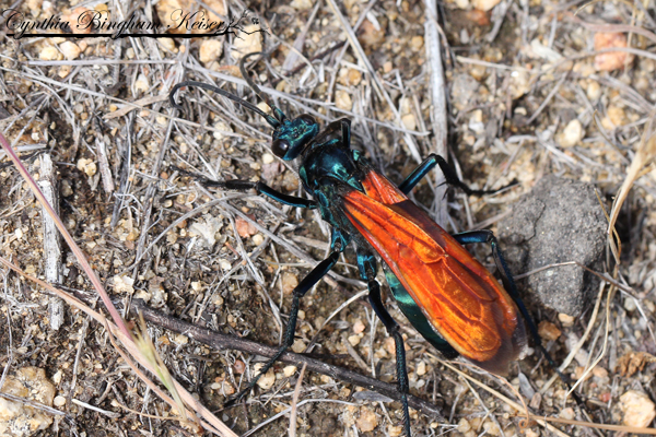 Tarantula Hawk | Project Noah