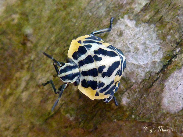 Predatory stink bug nymph | Project Noah