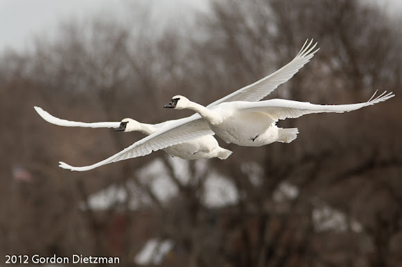 Trumpeter Swan | Project Noah