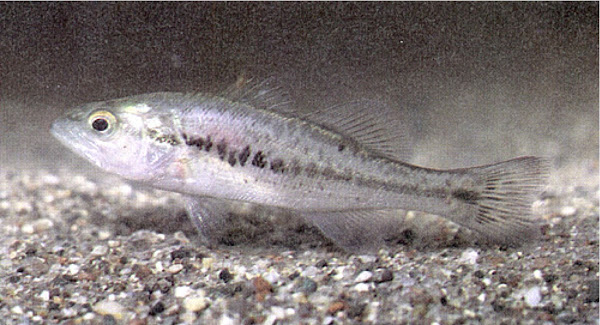 Baby Largemouth Bass | Project Noah