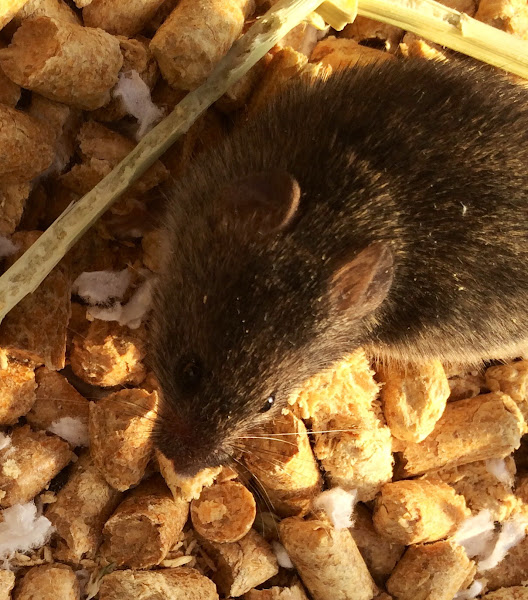 Northern Pygmy Mouse | Project Noah