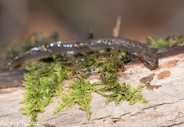 Northern Two-lined Salamander | Project Noah