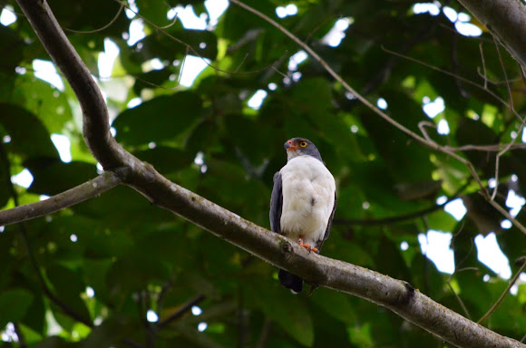 Semiplumbeous Hawk | Project Noah
