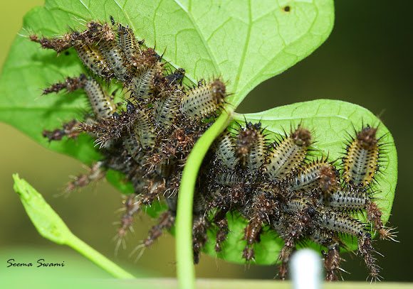 Tortoise beetle nymphs | Project Noah