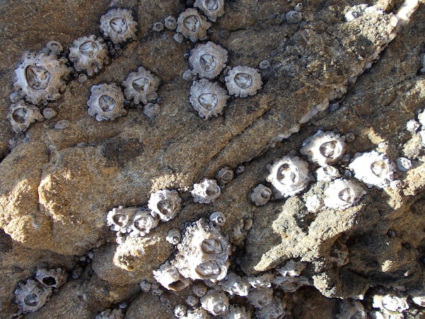 Brown surf barnacle | Project Noah