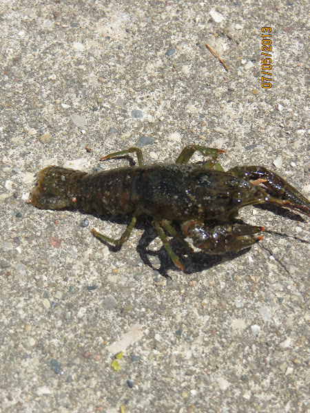 Northern Crayfish | Project Noah