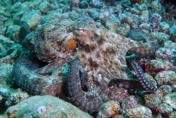 Common octopus | Project Noah