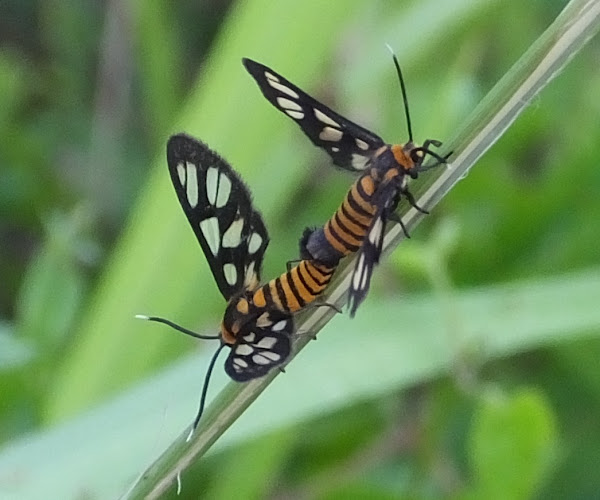 Amata Wasp Moth | Project Noah