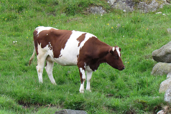 Freemartin (cattle) | Project Noah