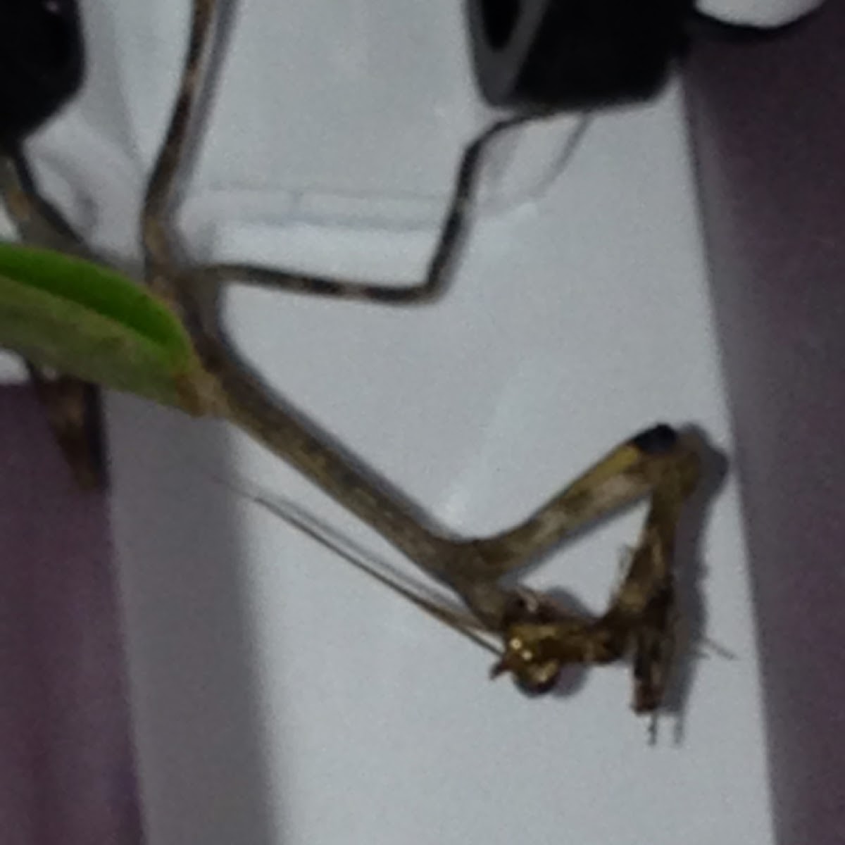 Carolina Mantis, male | Project Noah